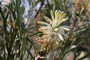 Australian Plants - Proteaceae